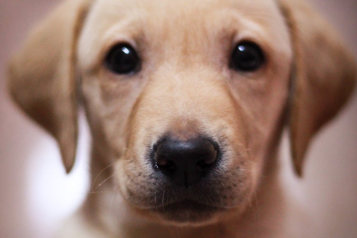 How Dogs Drive Emotional Well-being